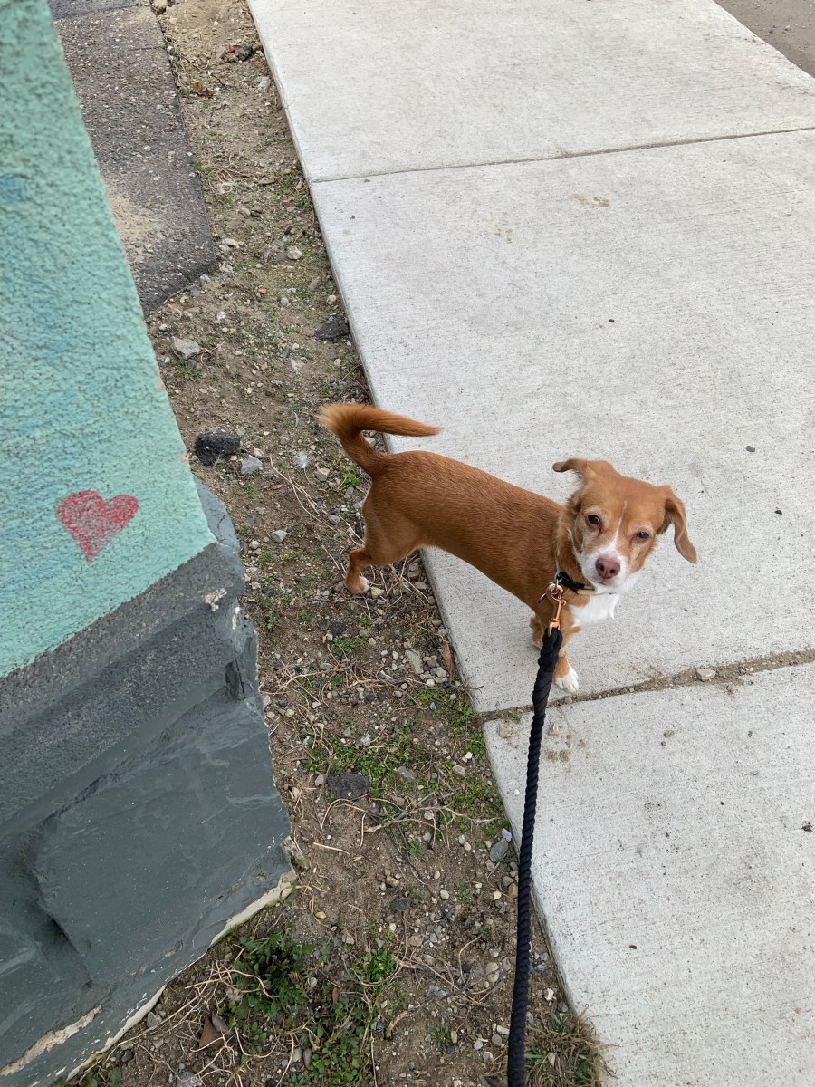 Daily Cheagle 2024-03-03 – The Cheagle Handbook